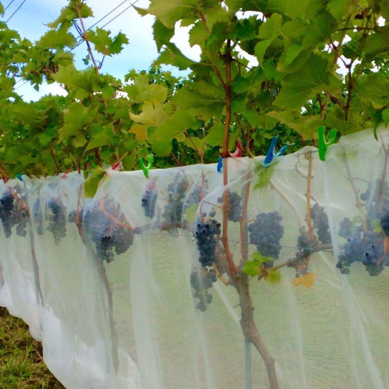 Fruitvliegnet (Suzukifruitvlieg) 1x20m t/m 1x100m – Hobio